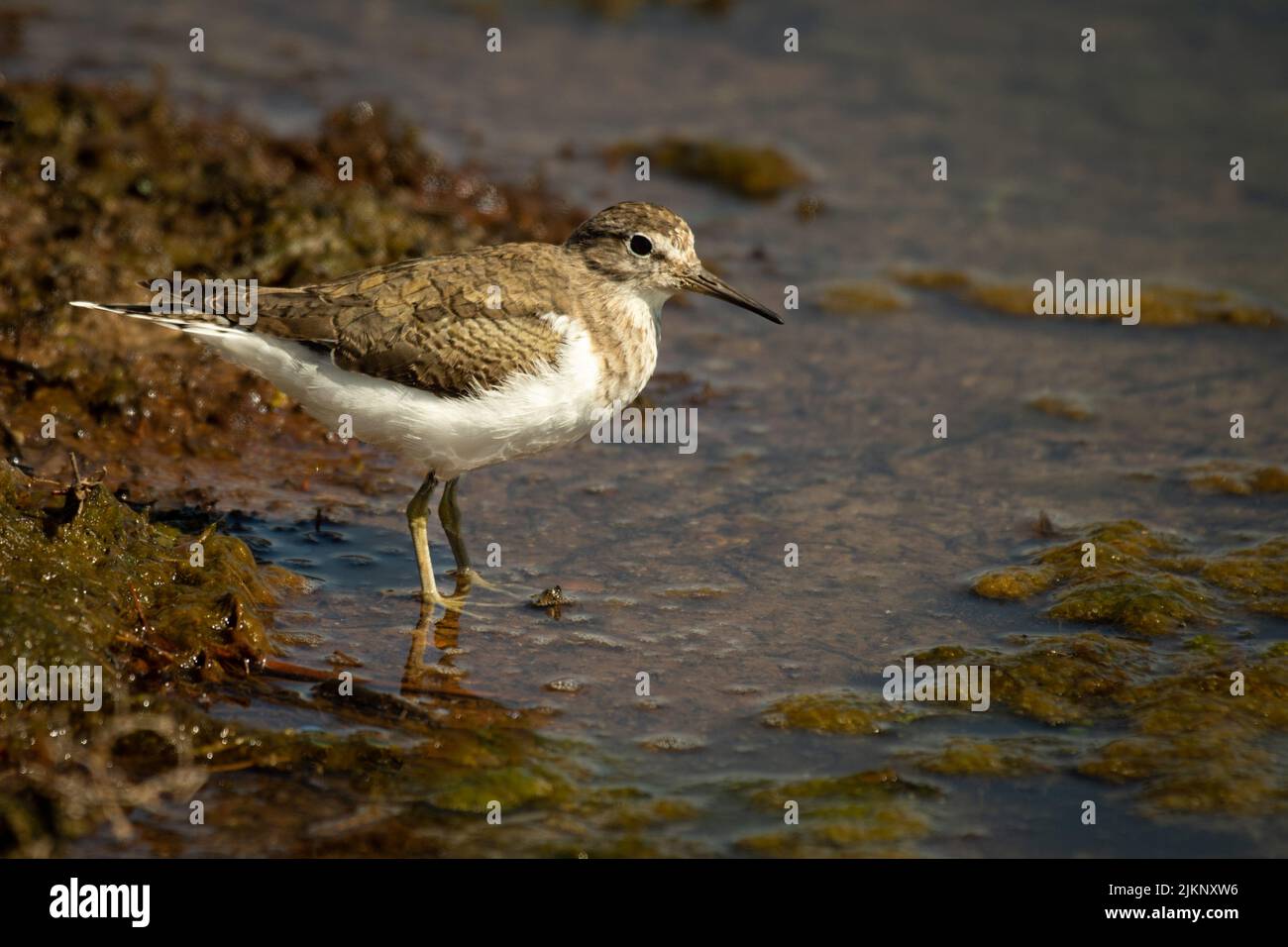 A closeup shot of a sand piper bird on a dirty lake shore Stock Photo ...