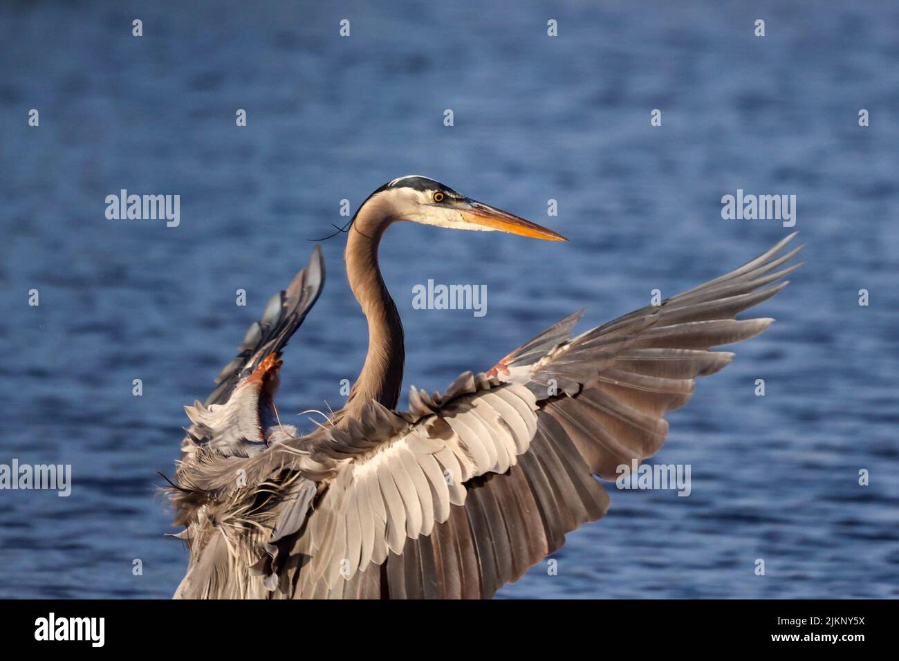 A photo of a great blue heron flying, Myakka River State Park, Florida ...