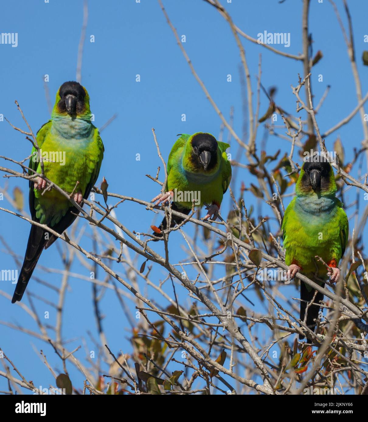 A photo of three Nanday Conures resting in tree, Green parakeets, Fort ... A photo of three Nanday Conures resting in tree, Green parakeets, Fort ...