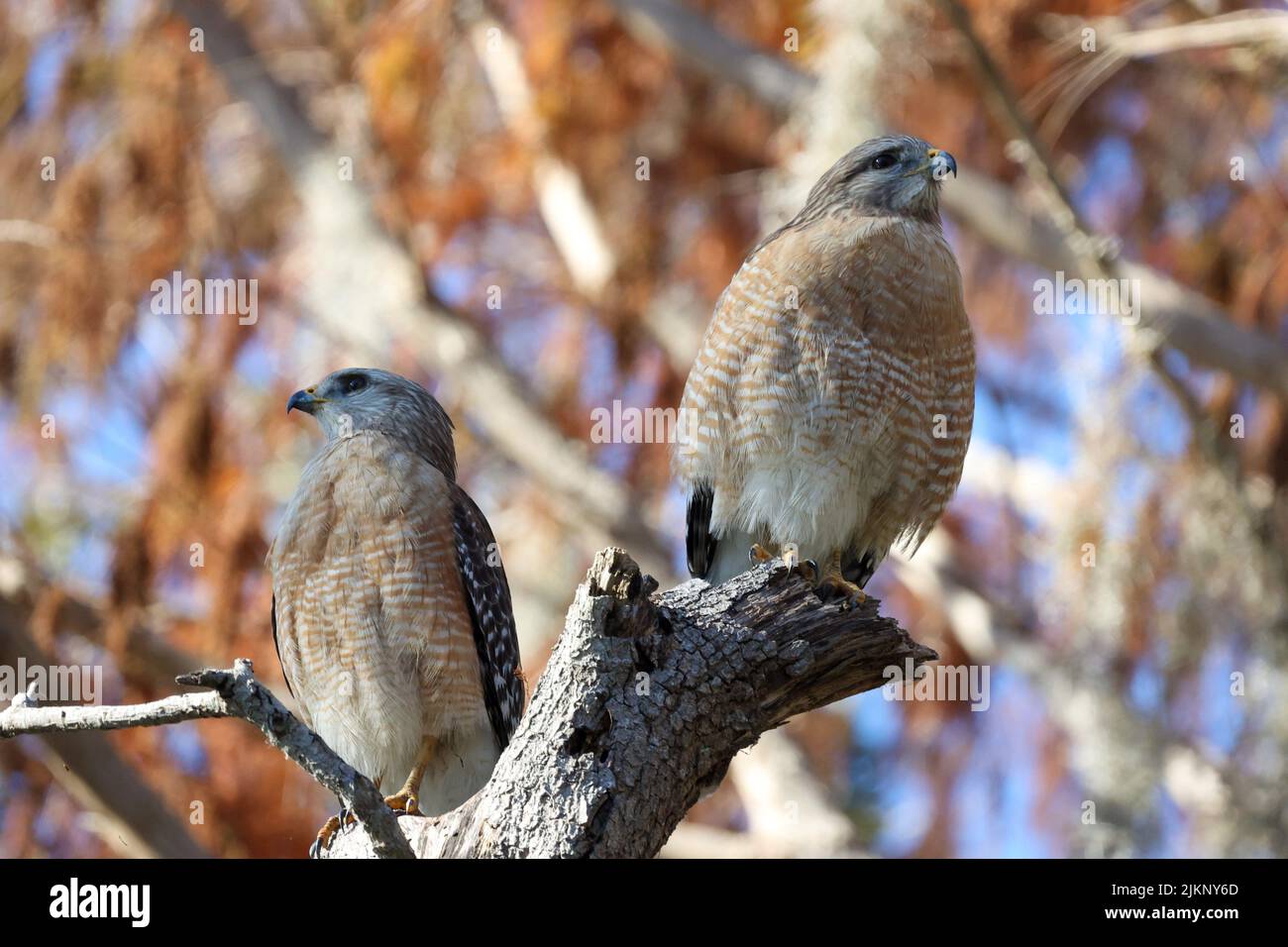 A shallow focus shot of red-shouldered hawks in tree in nesting season ...