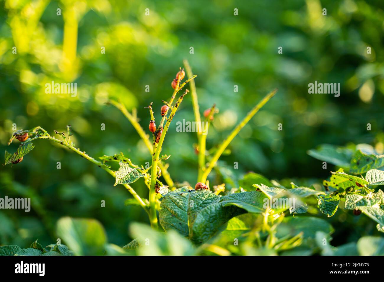 Red larvae of the Colorado potato beetle ate a potato plant. Colorado ...