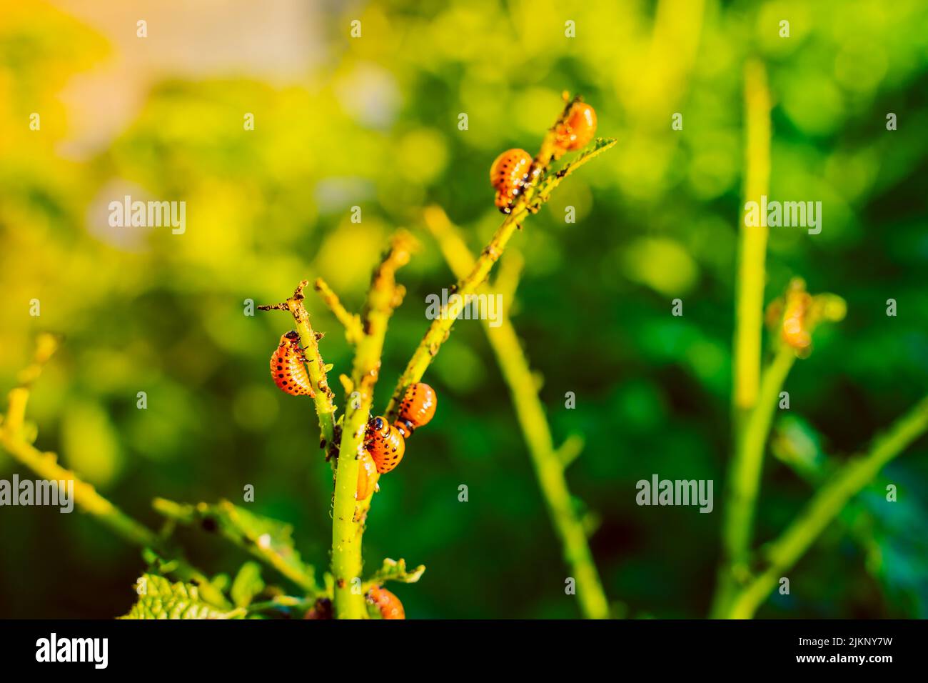 Red larvae of the Colorado potato beetle ate a potato plant. Colorado ...