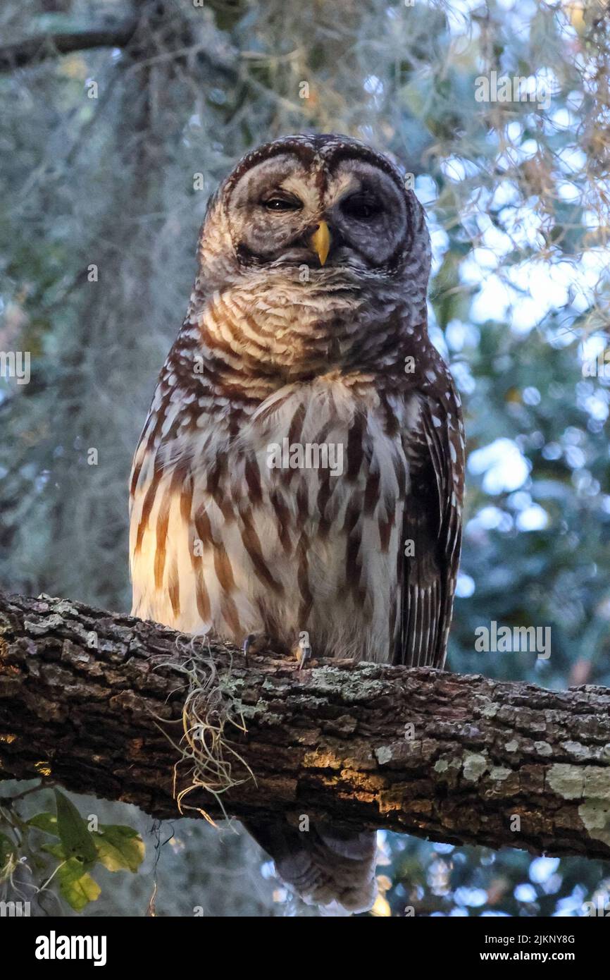 A vertical closeup shot of barred owl and Spanish moss in Lakeland ...