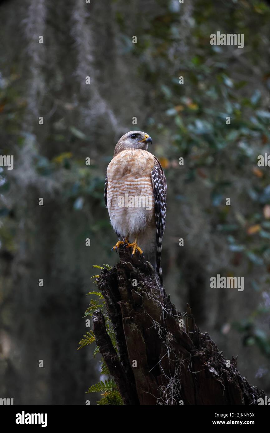 Avian vertical animal animals hi-res stock photography and images - Alamy