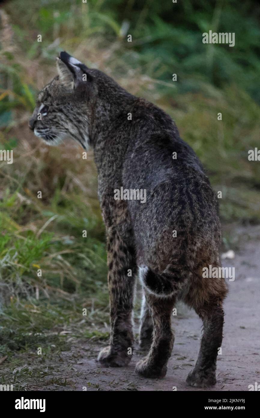 Melanistic Bobcat