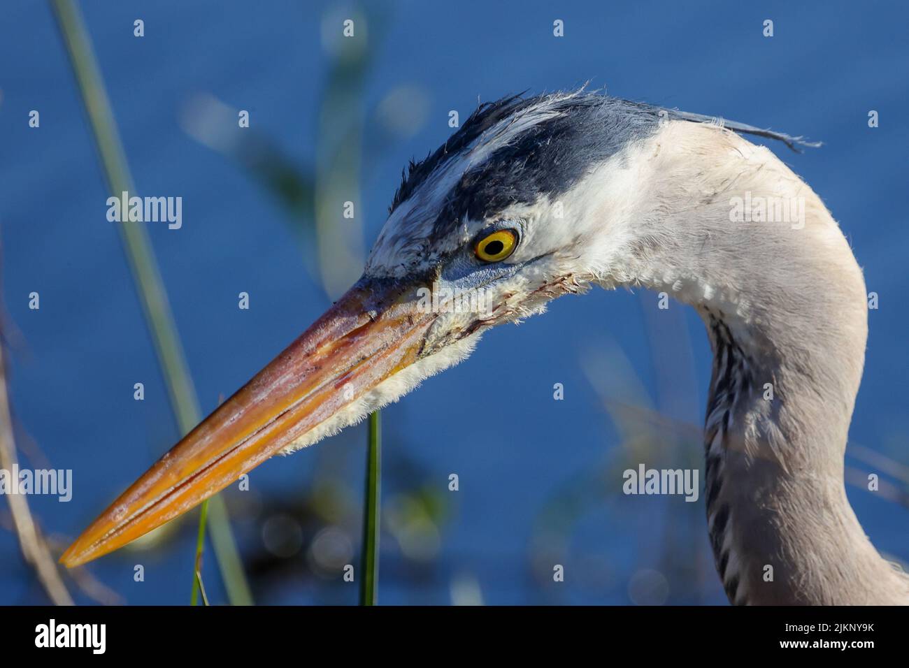 A closeup shot of the face of a great blue heron Stock Photo - Alamy