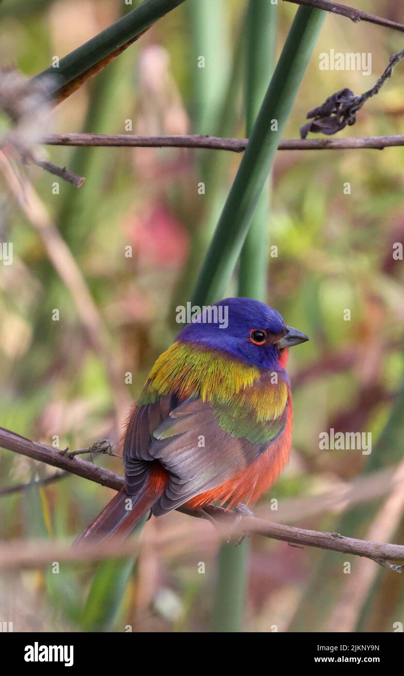 A shallow focus shot of a cute Painted Bunting on a twig in a bush ...