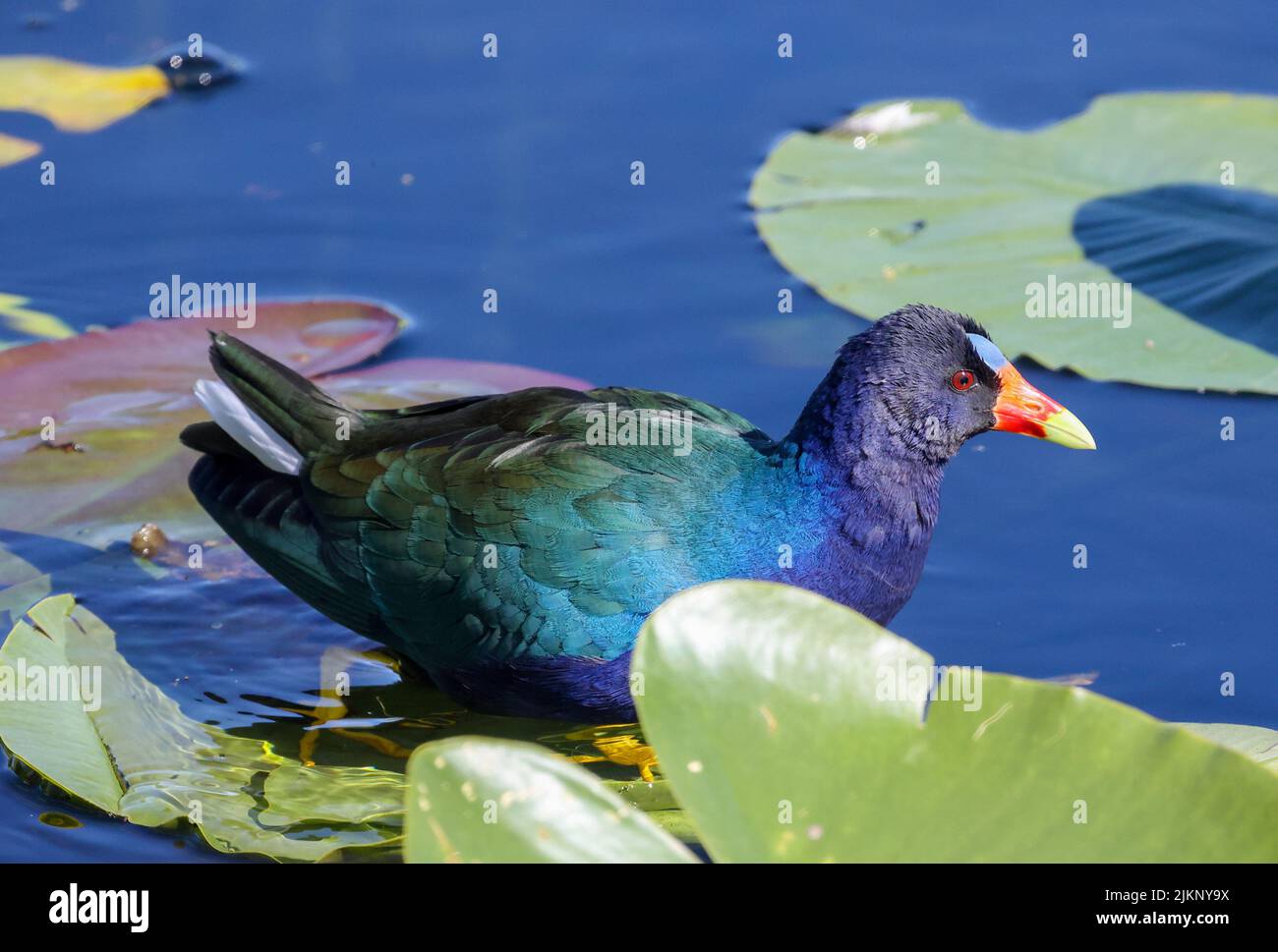 A closeup of Purple Gallinule bird in Everglades looking for food in ...