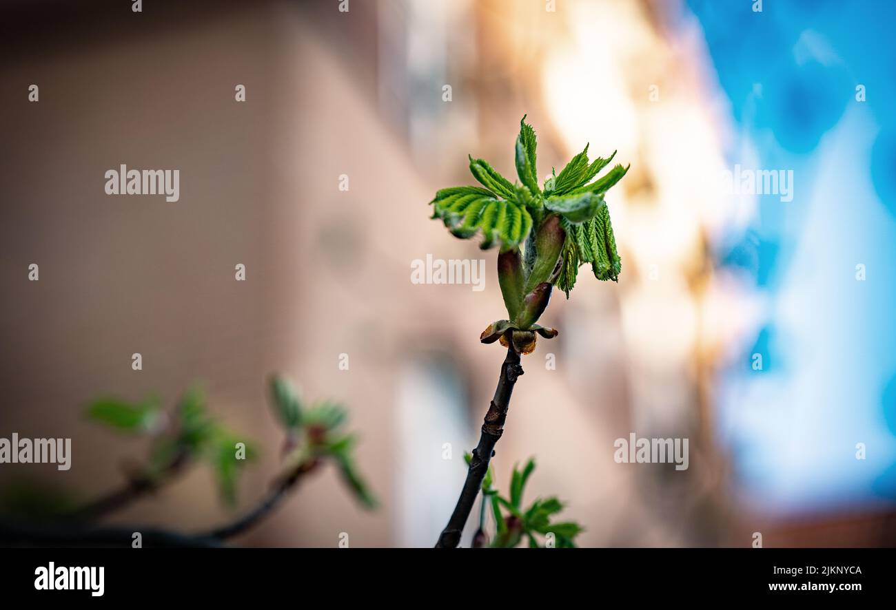 A close-up shot of a blooming twig with buds grown in the garden in ...