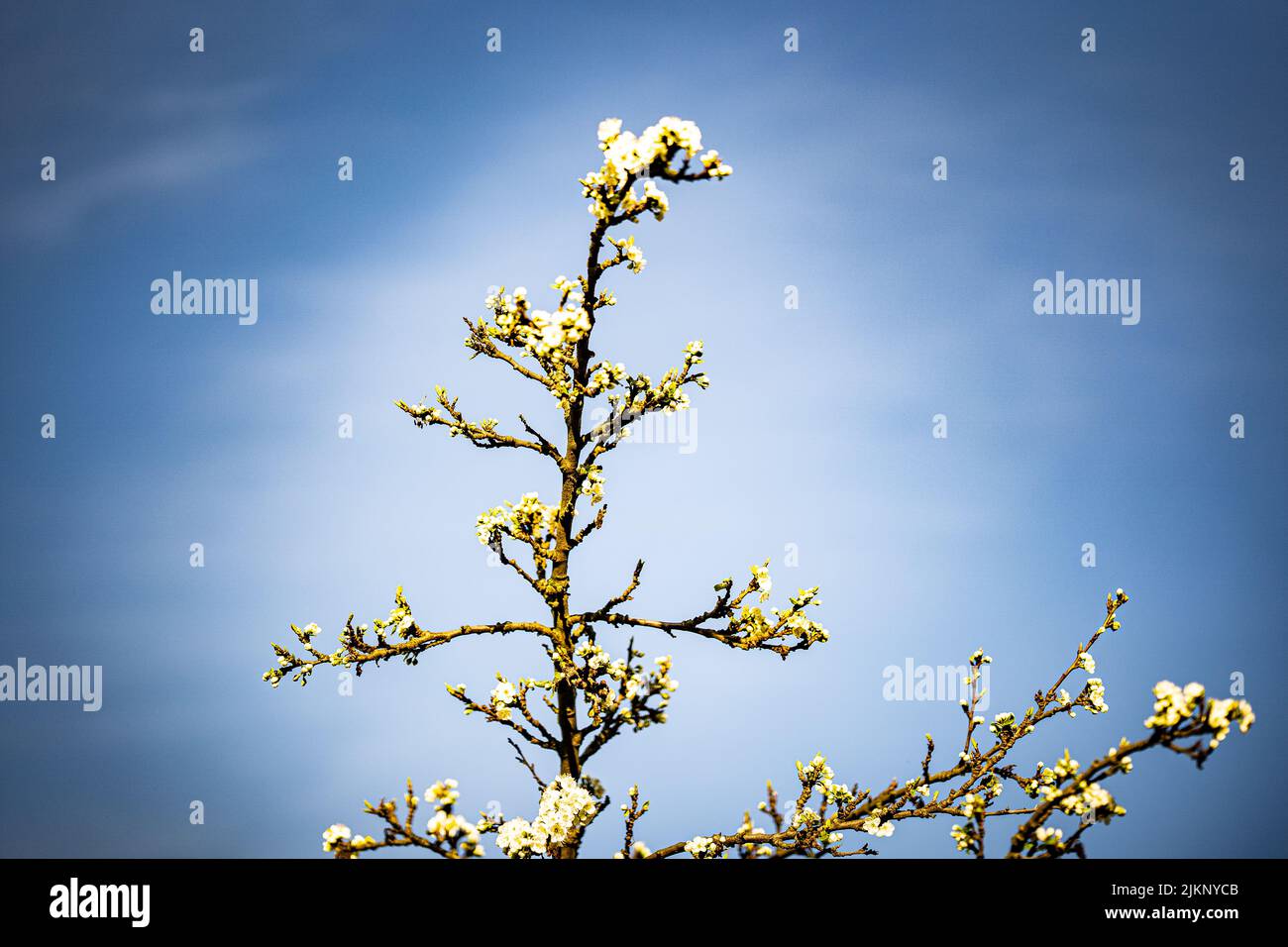 A close-up shot of a blooming twig with buds grown in the garden in ...