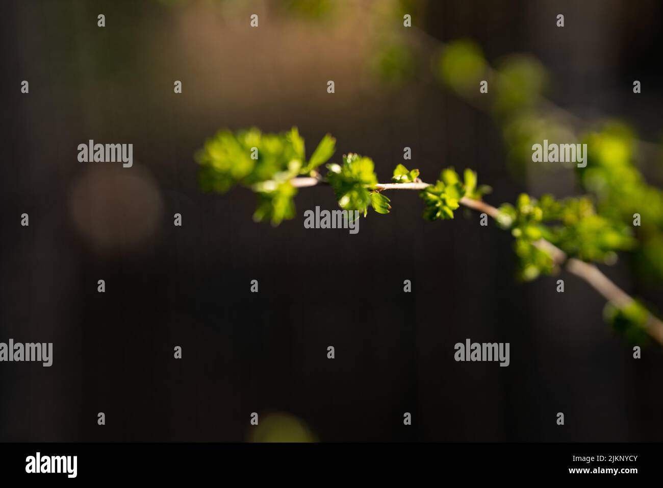 A close-up shot of a blooming twig with buds grown in the garden in ...