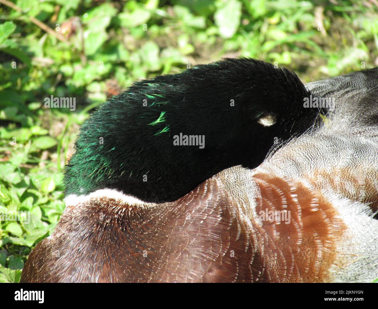 A closeup of a male mallard duck resting with head on its back - mibu ...