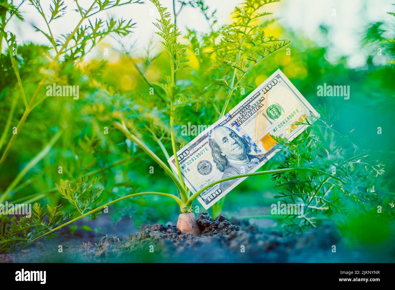One hundred dollar bill in the green leaves of a growing carrot in the ...