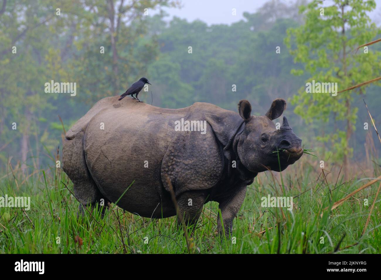 A female Indian rhinoceros in Chitwan National Park, Nepal, with a bird ...