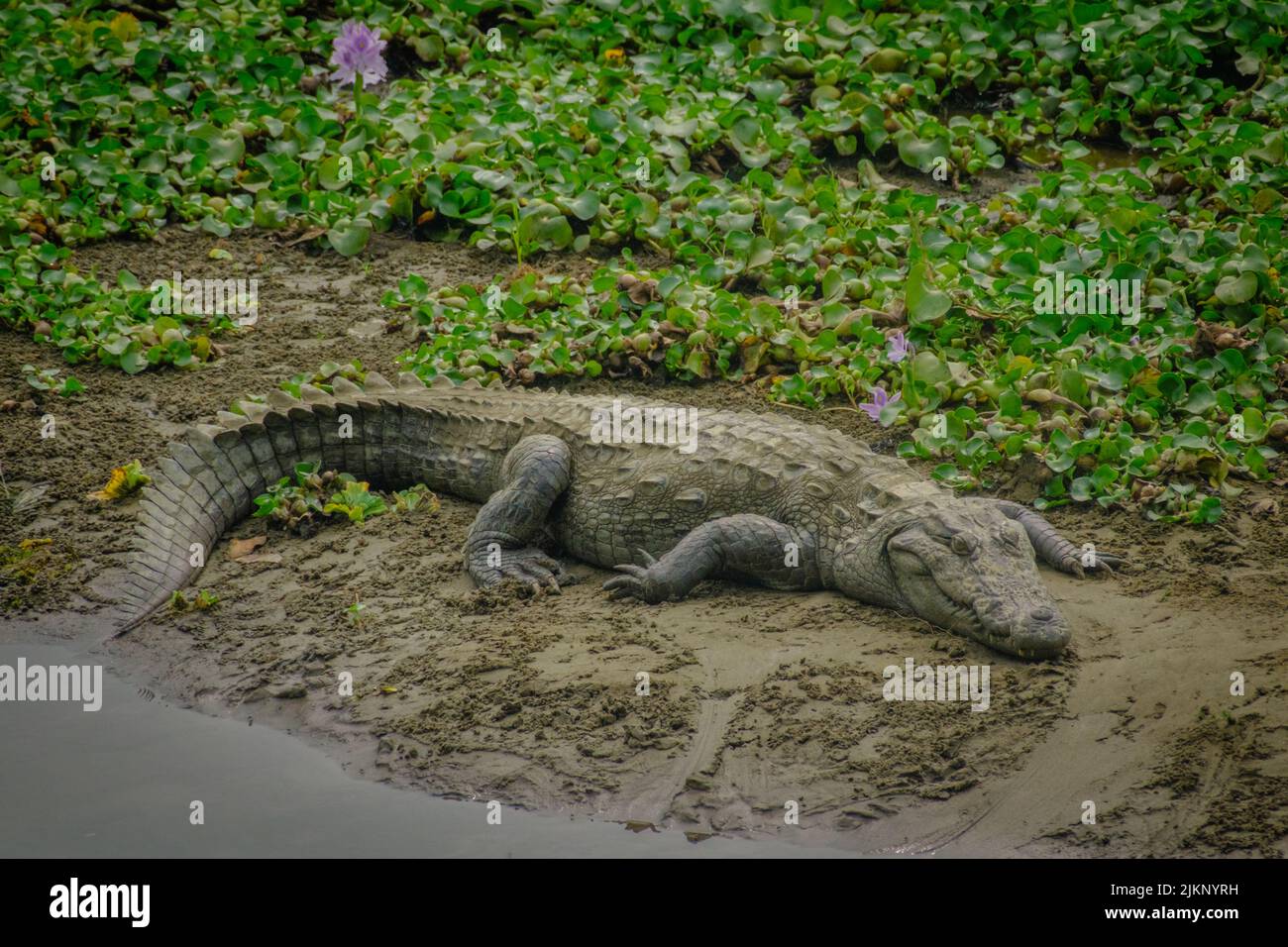 A marsh mugger crocodile spotted in Chitwan National Park, surrounded ...