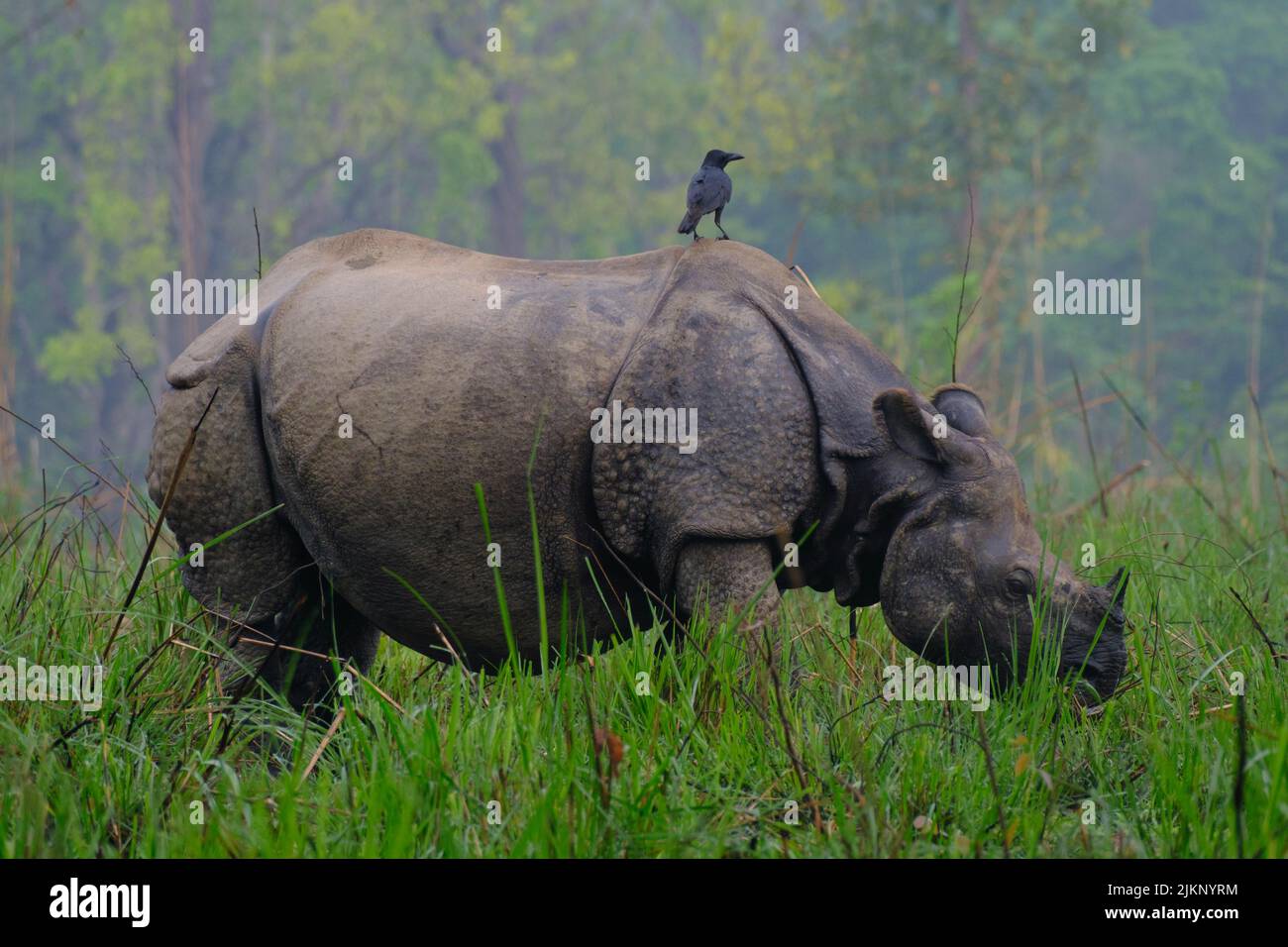 A female Indian rhinoceros in Chitwan National Park, Nepal, with a bird ...