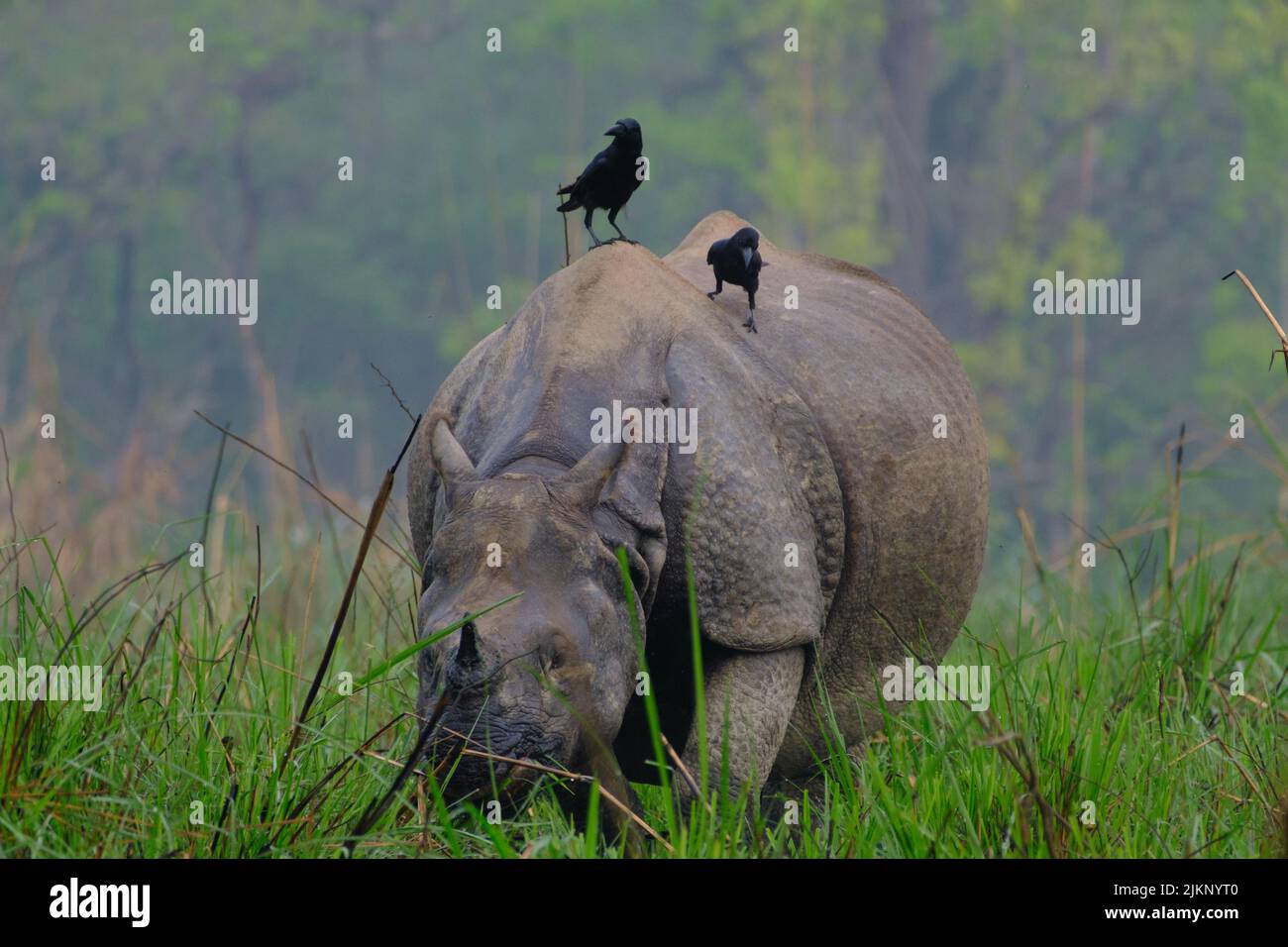 An Indian rhinoceros in Chitwan National Park, Nepal, with two birds on ...