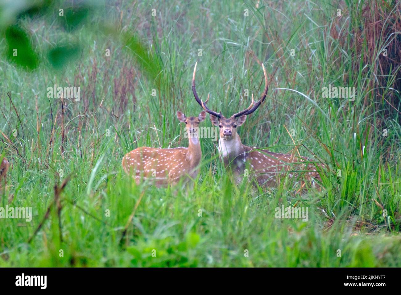 A male and female spotted deer hiding in the long grass in Chitwan ...