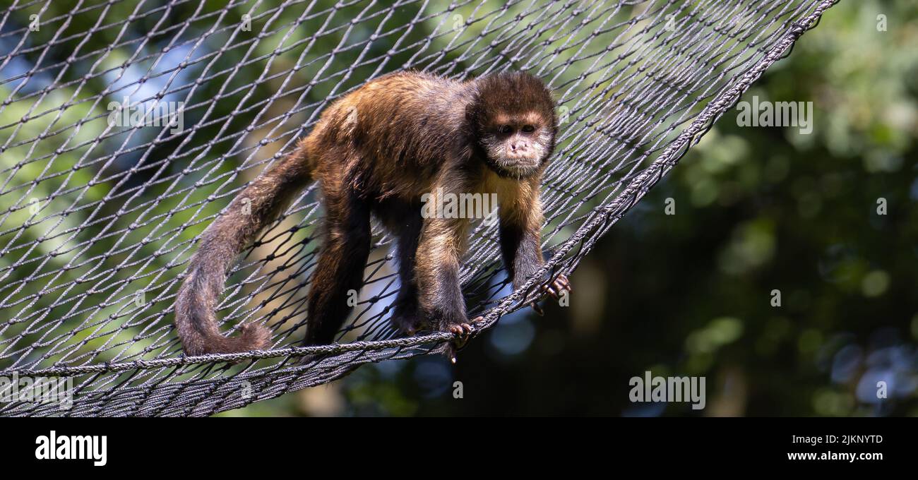 Monkey on hammock hi-res stock photography and images - Alamy