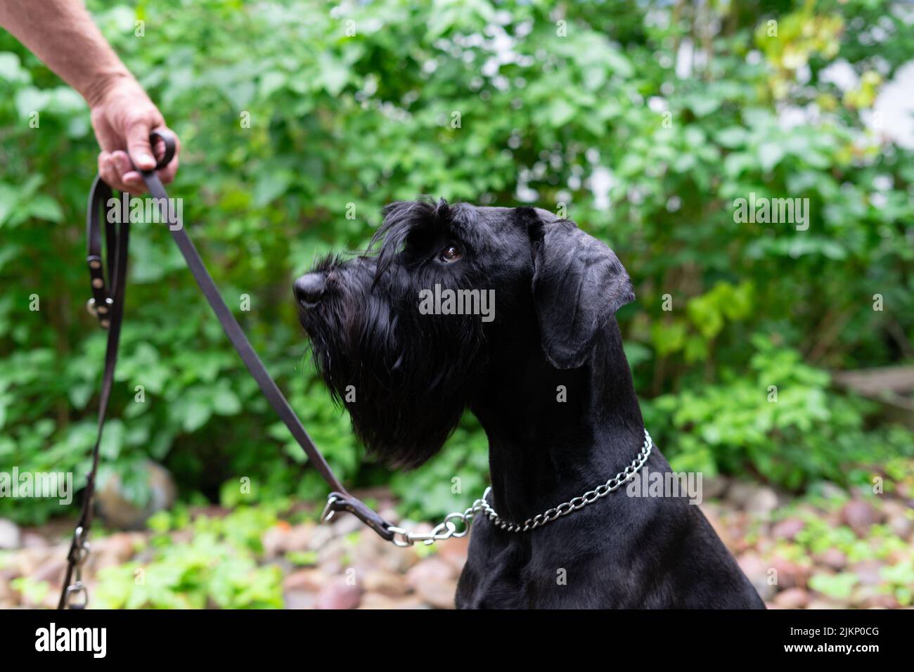 A closeup portrait of a Giant Schnauzer with a human hand holding it ...