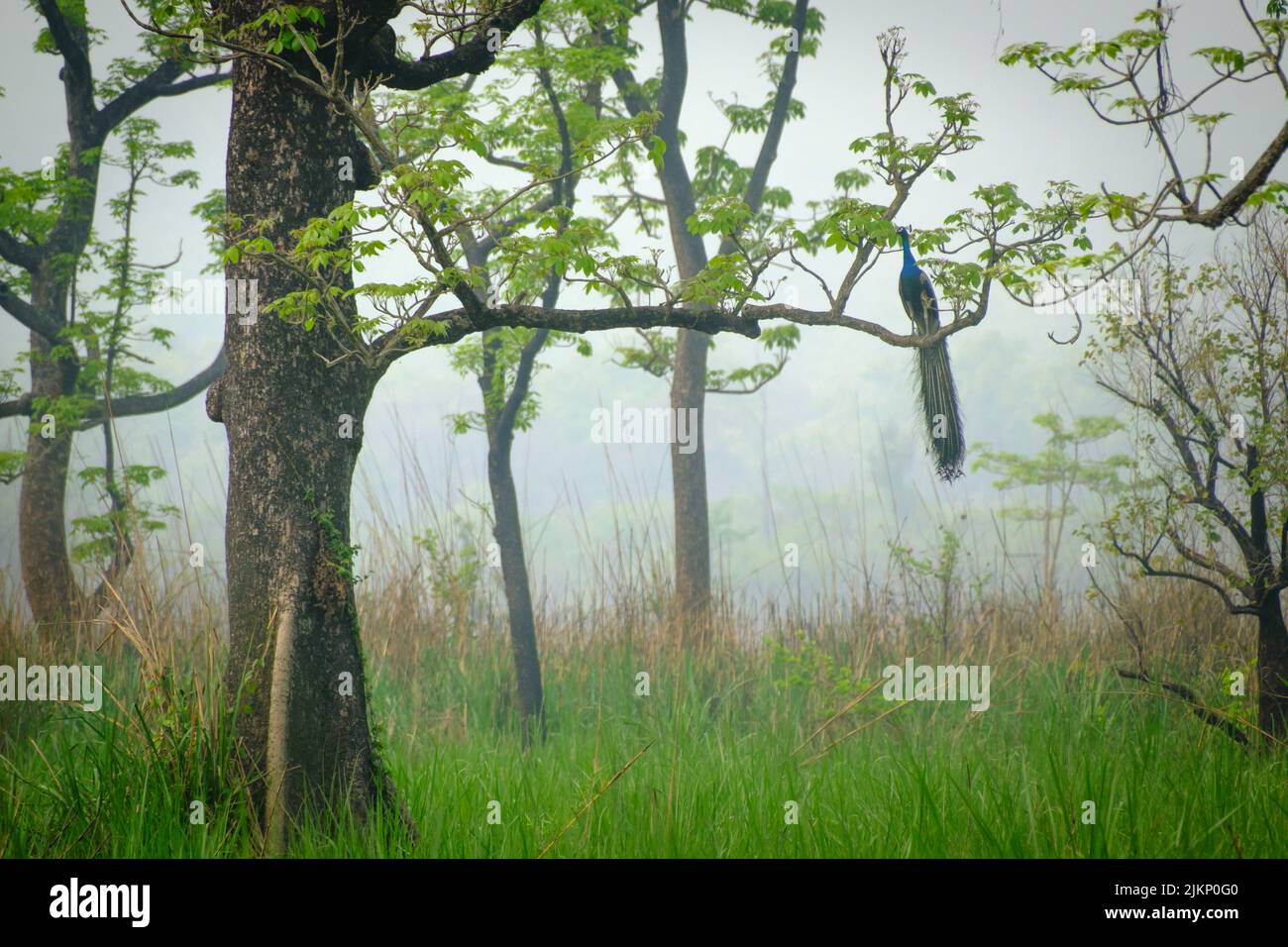 Nepal national bird hi-res stock photography and images - Alamy