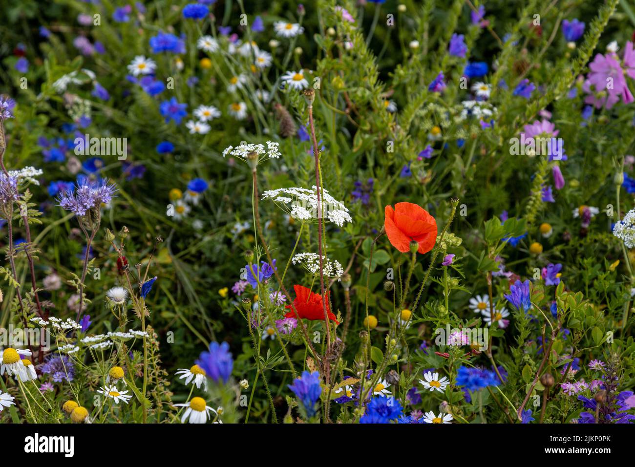 Colorful field of flowers hi-res stock photography and images - Alamy