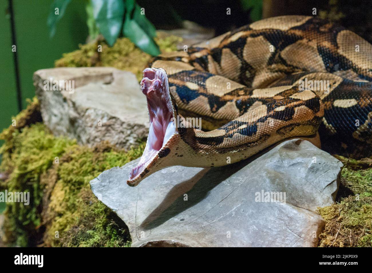 Burmese Python Teeth