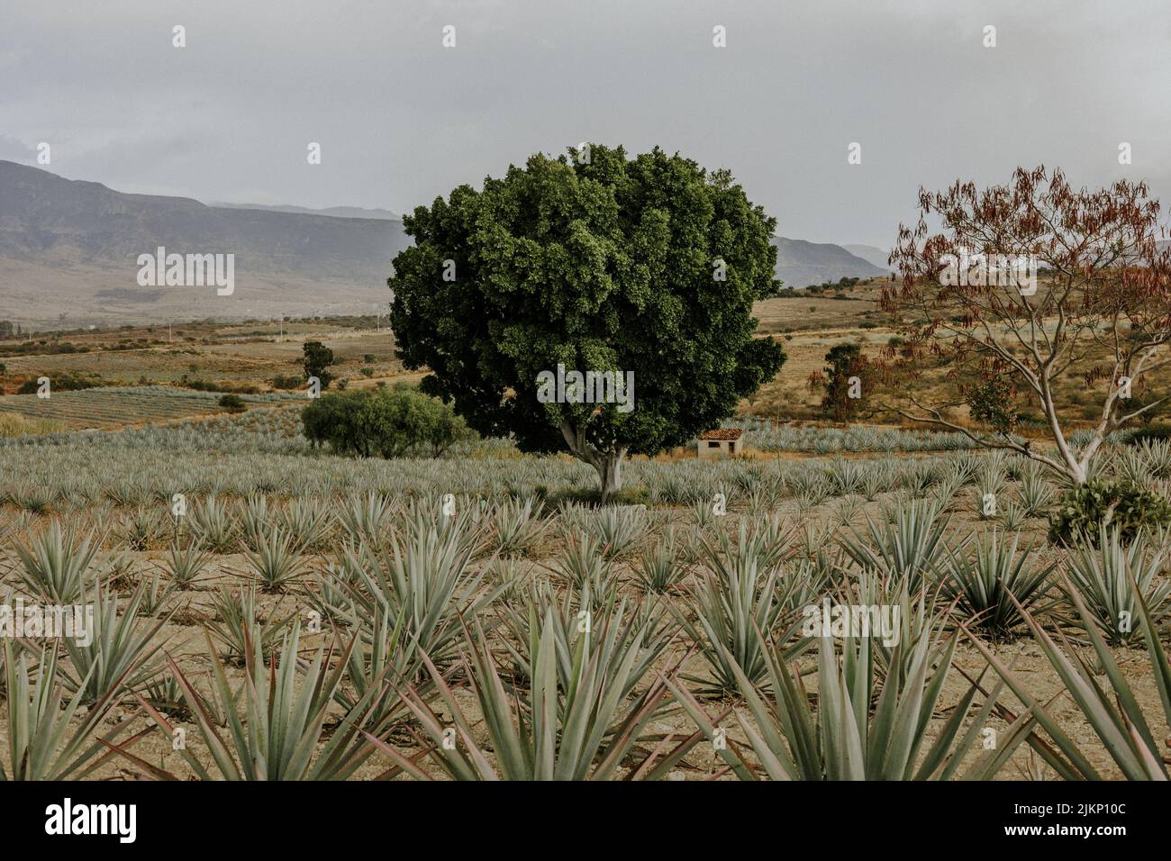 Agave plants hi-res stock photography and images - Alamy
