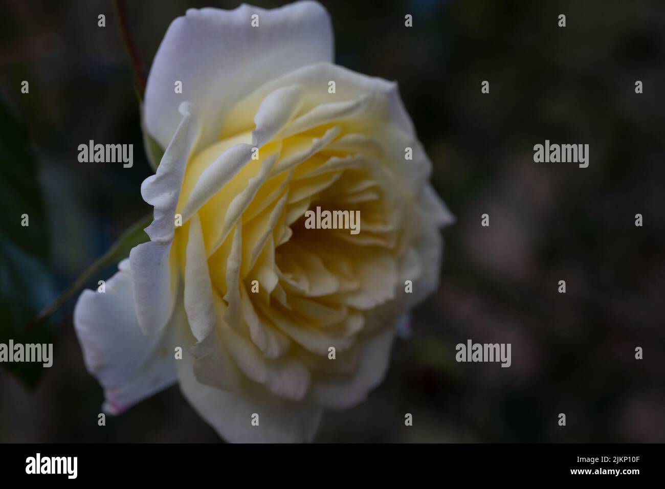 Yellowish hi-res stock photography and images - Alamy