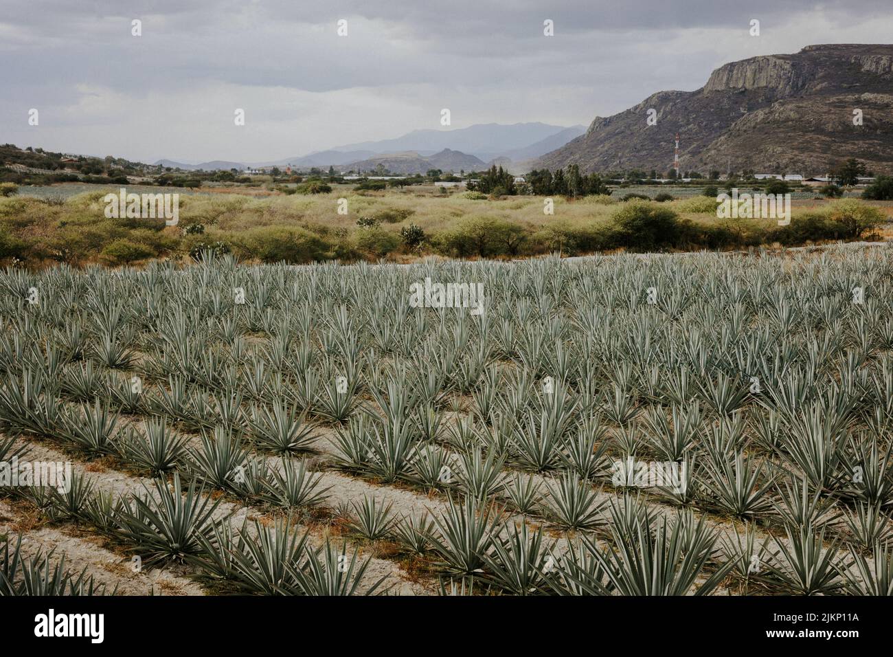 Agave tequilana plants hi-res stock photography and images - Alamy