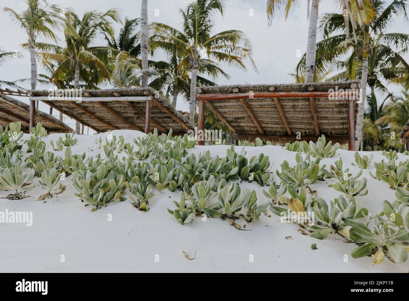 A low angle shot of Argusia plants growing at a tropical beach with ...