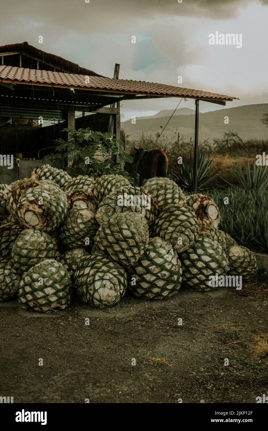 A vertical shot of a pile of blue agave plants in the village Stock ...
