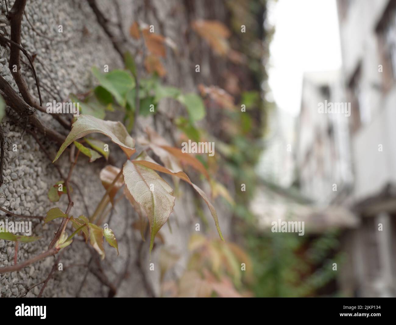 A selective of leaves overgrown on a wall Stock Photo - Alamy