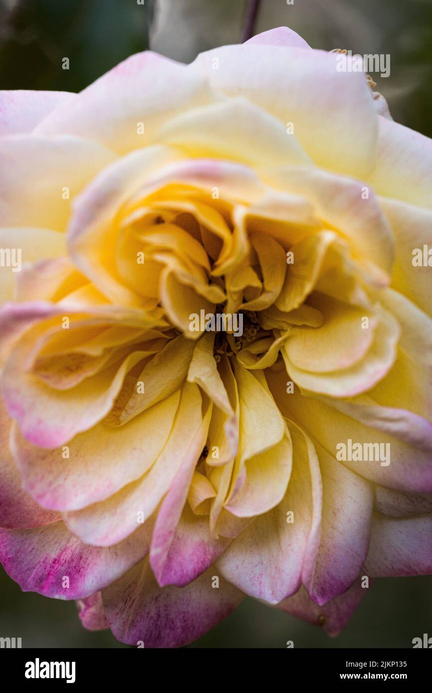 A vertical closeup of a yellowish-white rose with pinkish tips Stock ...
