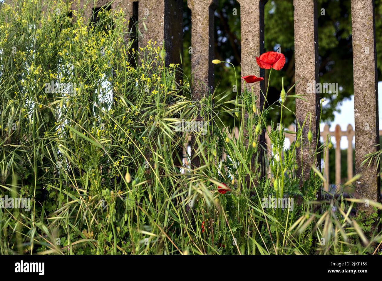 Poppy growing next to a concrete fence at sunset Stock Photo - Alamy