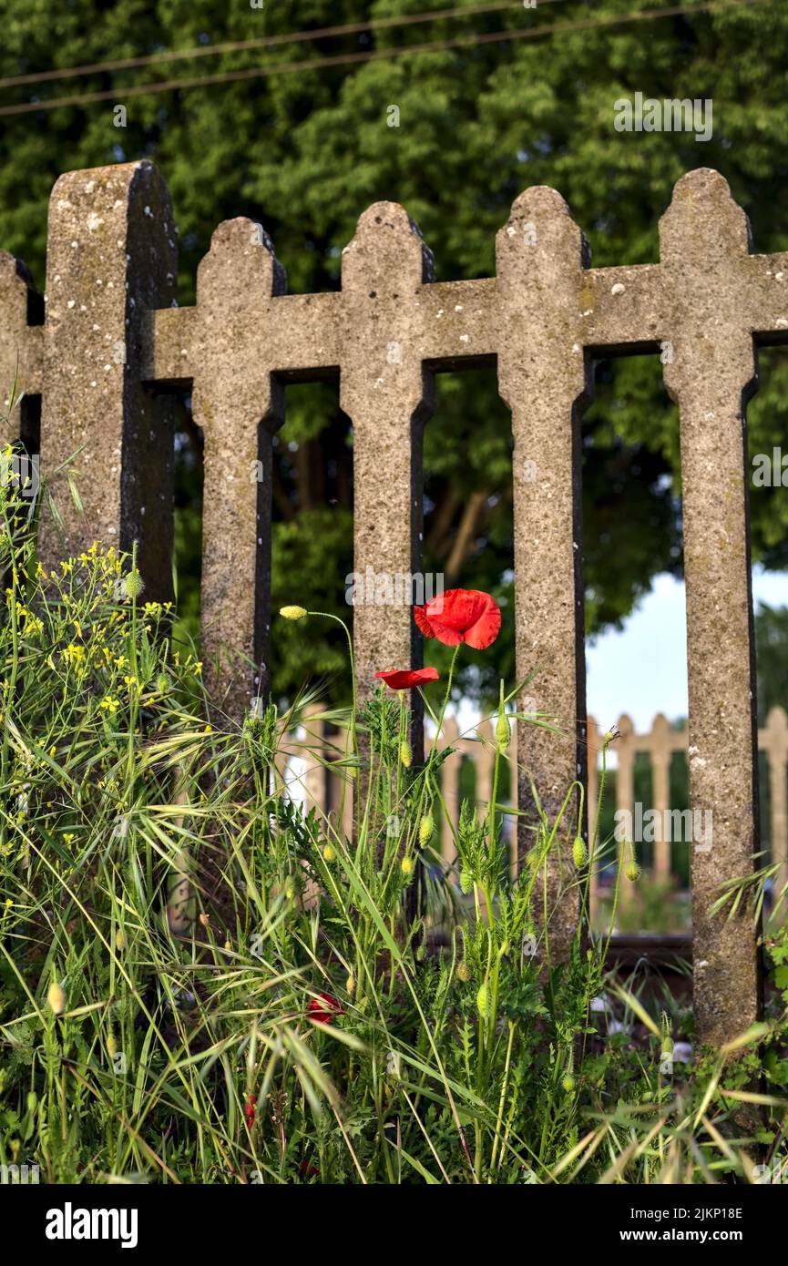 Poppy growing next to a concrete fence at sunset Stock Photo - Alamy