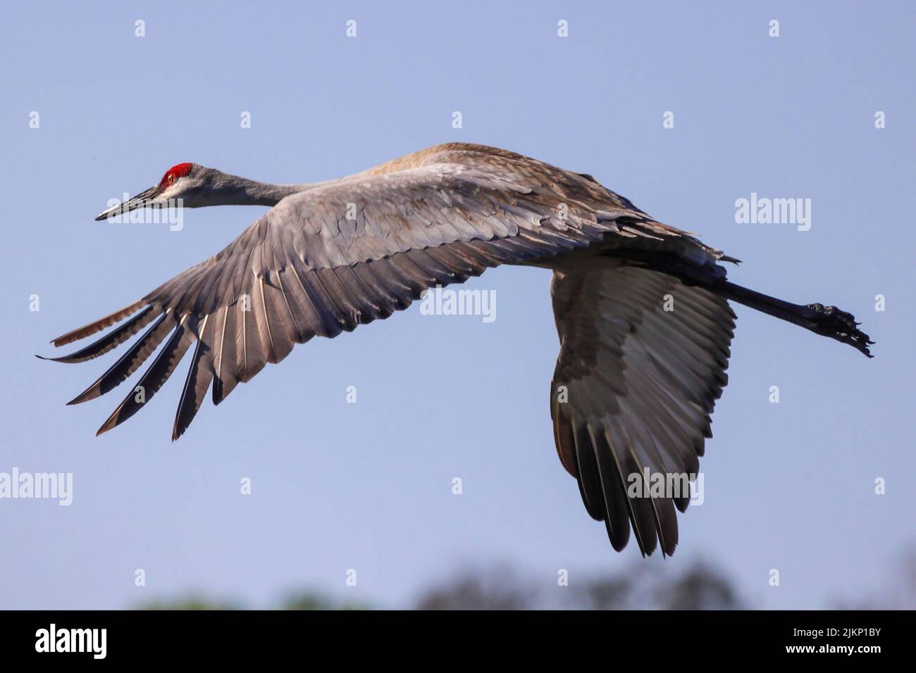 A closeup of a Sandhill Crane in flight over Myakka River State Park in ...