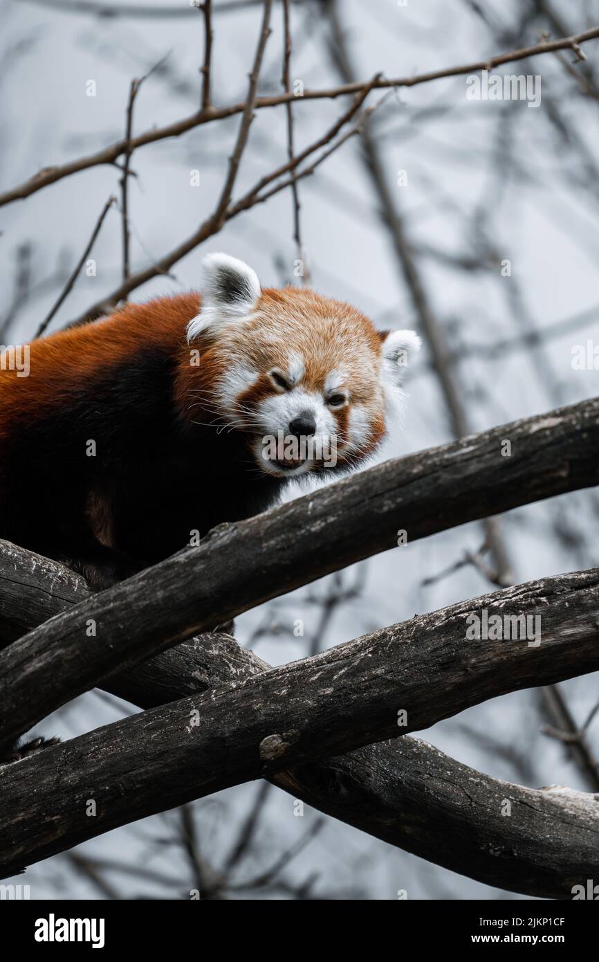 A vertical shot of a cute red panda on a tree branches in the ...