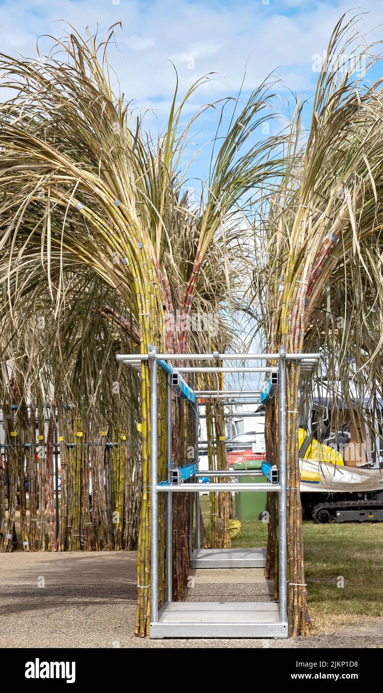 Sugar cane frame hi-res stock photography and images - Alamy
