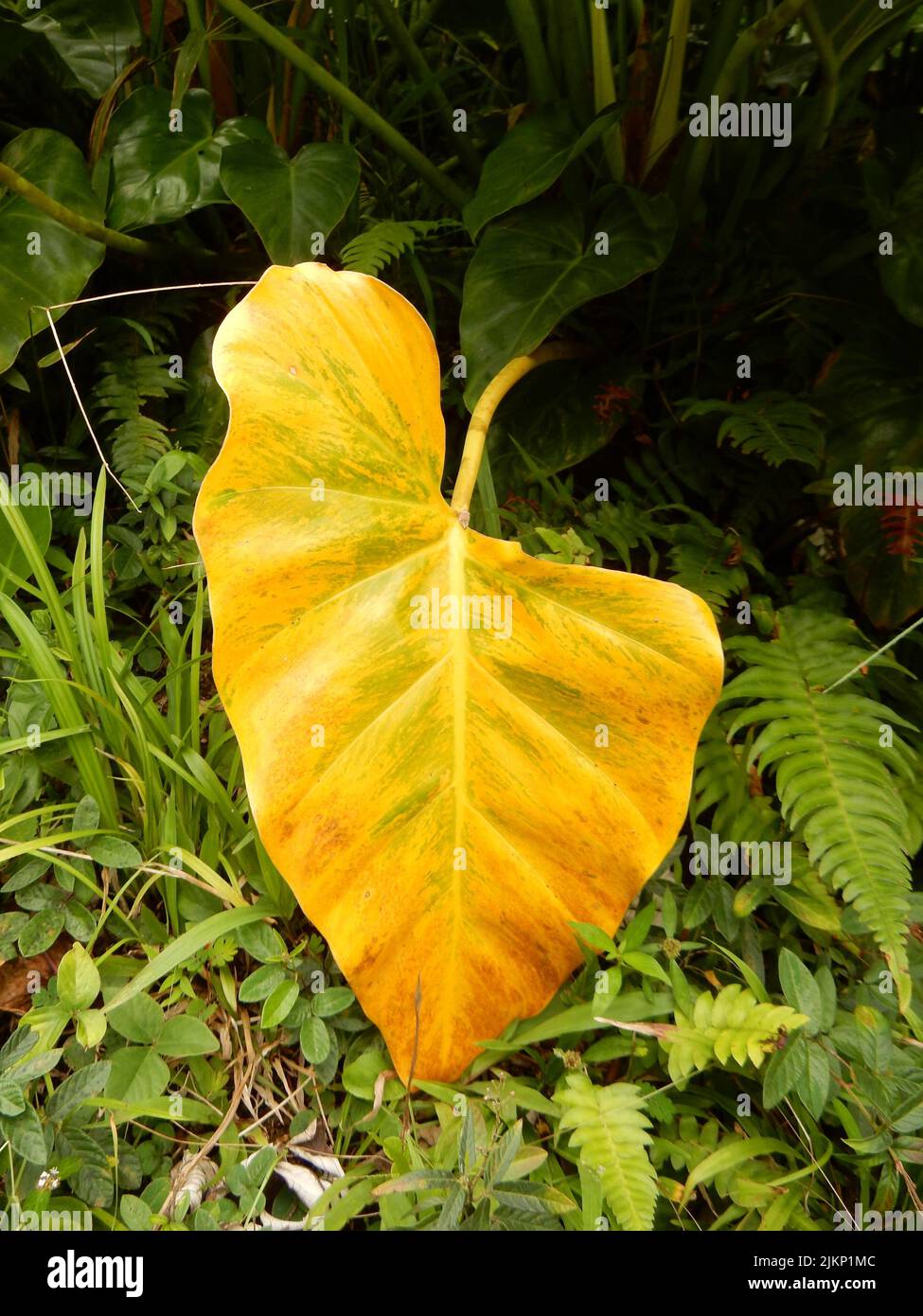 Vertical desktop wallpaper hi-res stock photography and images - Alamy