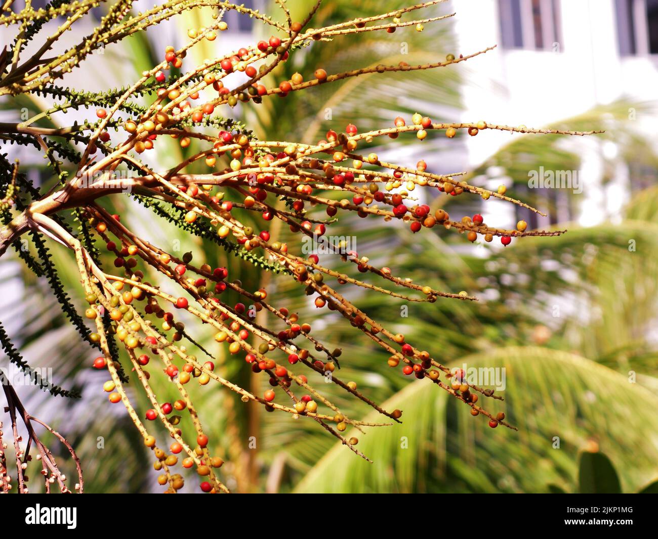 Palm tree seeds hi-res stock photography and images - Alamy