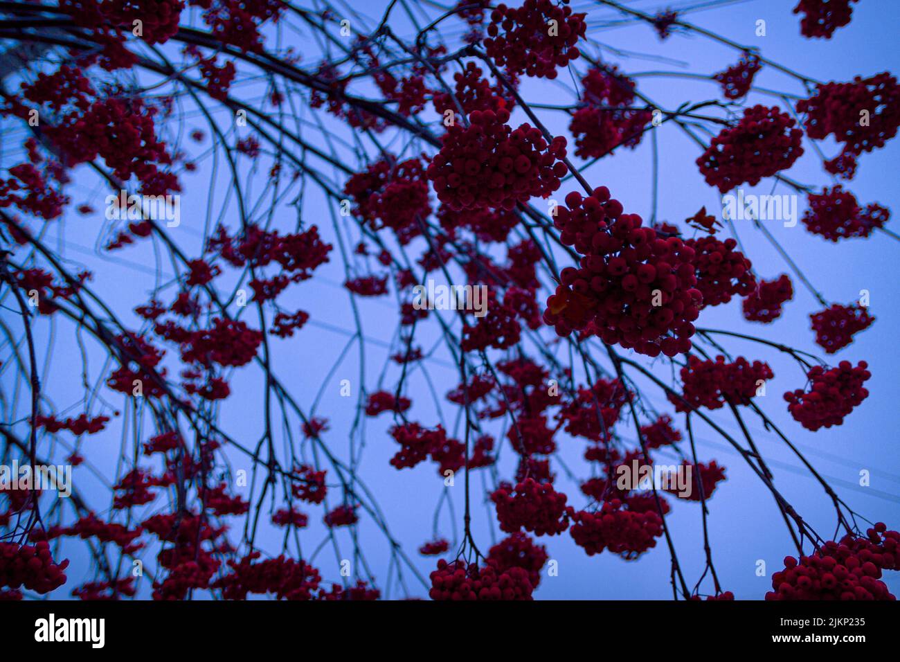 A low angle shot of red ashberry (mountain ash) fruits against a blue ...