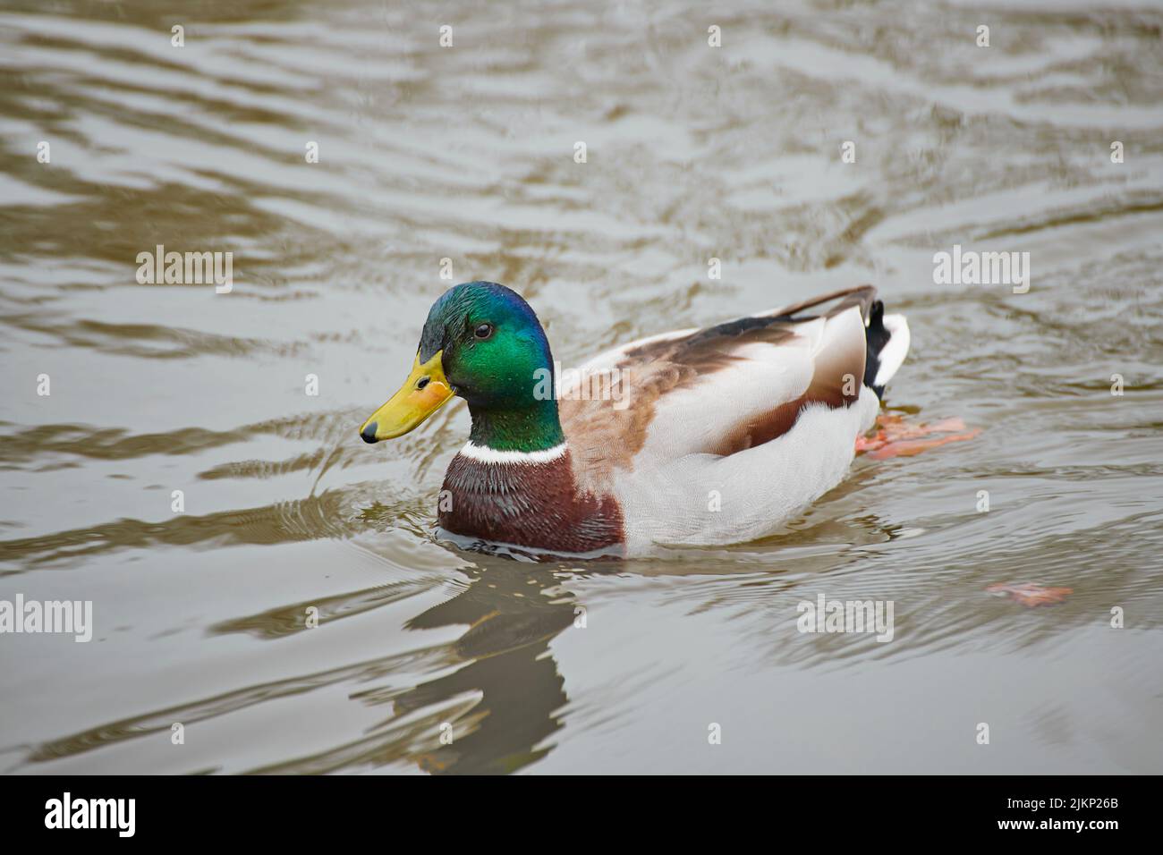 A lone male mallard duck floating on a calm pond Stock Photo - Alamy
