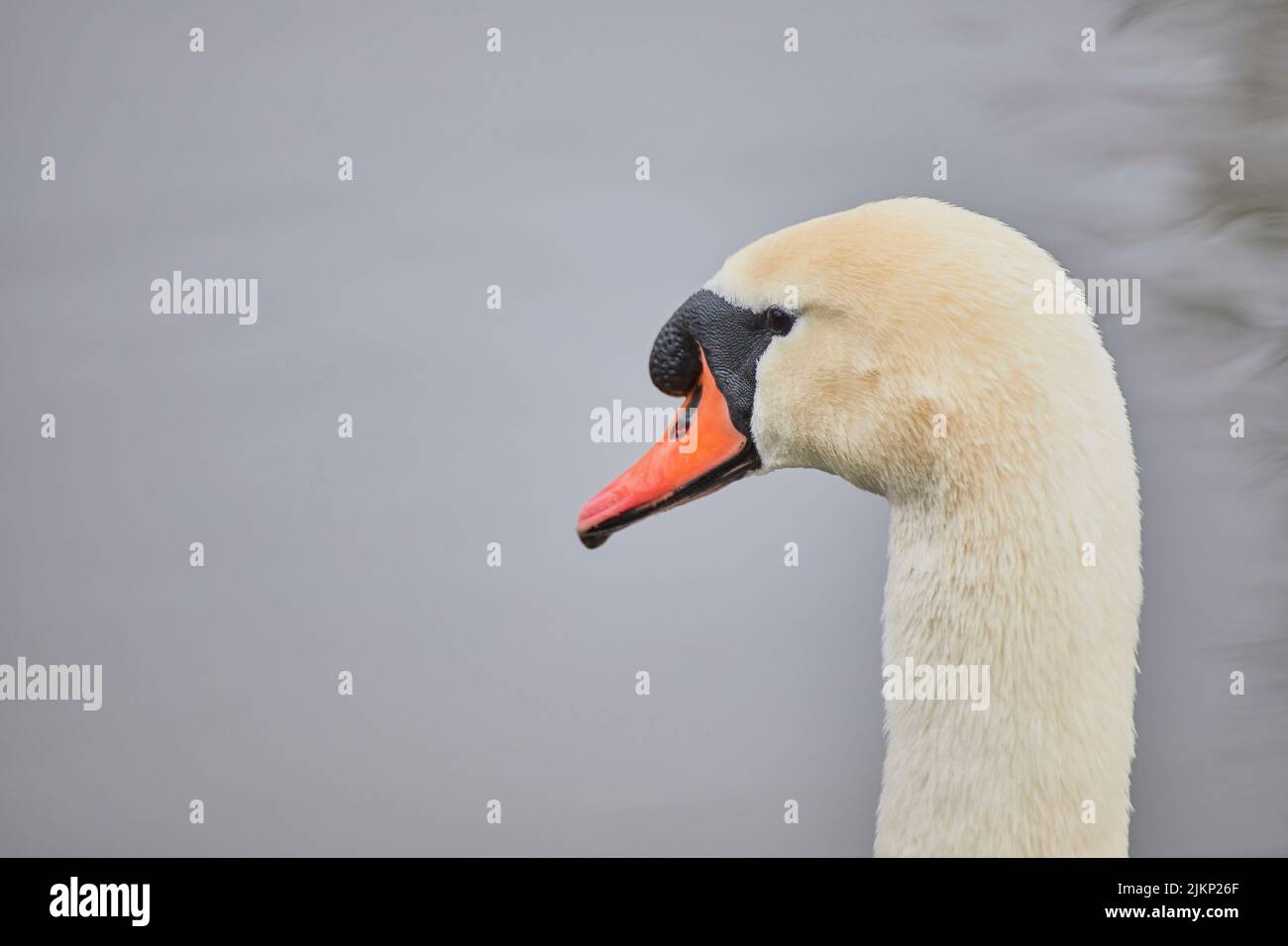A closeup shot of a white swan floating on a calm pond Stock Photo - Alamy