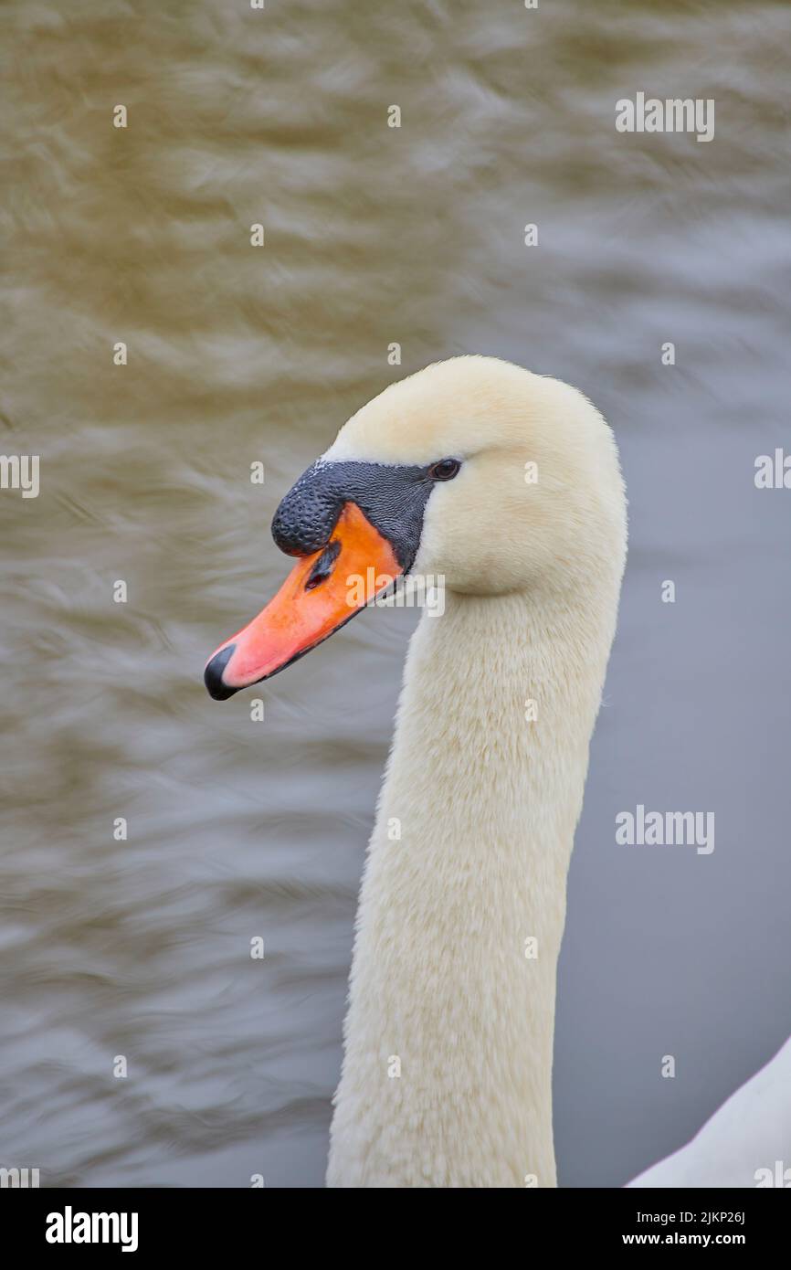 A vertical shot of a white swan floating on a calm pond Stock Photo - Alamy