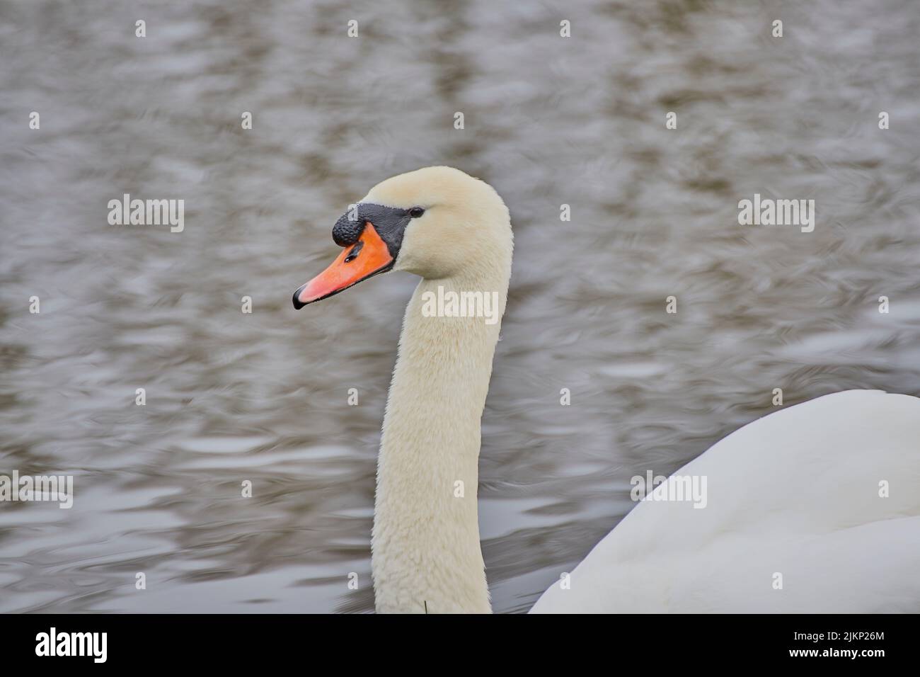 A closeup shot of a white swan floating on a calm pond Stock Photo - Alamy