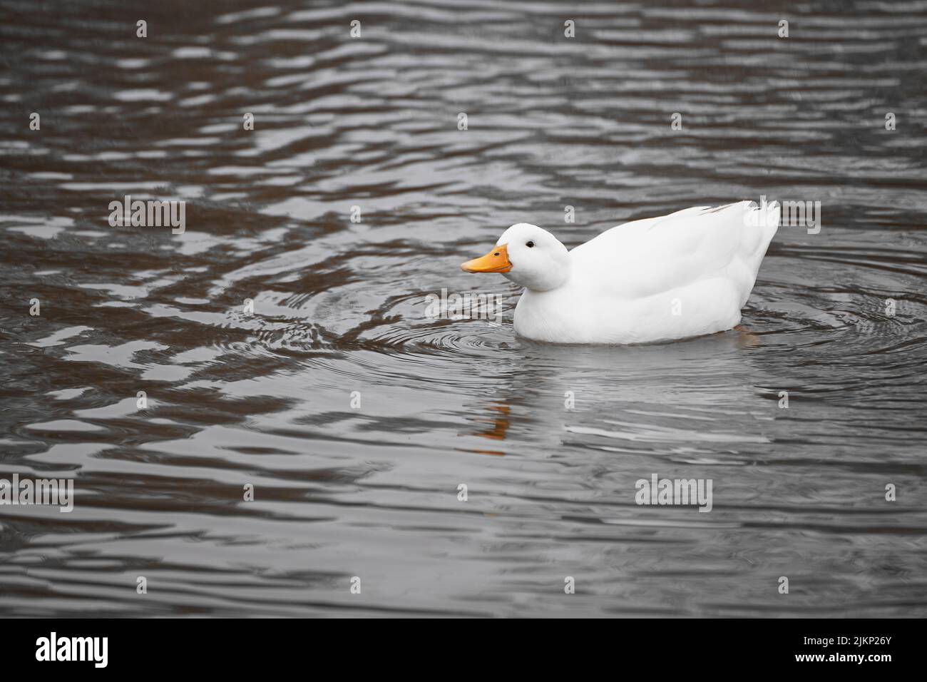 White duck head hi-res stock photography and images - Alamy