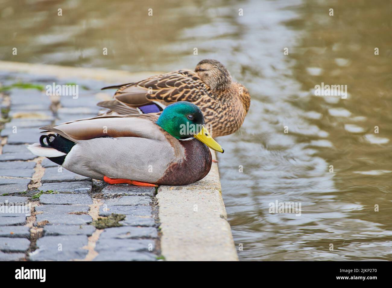 A closeup of two mallards sitting side by side against the lake Stock ...