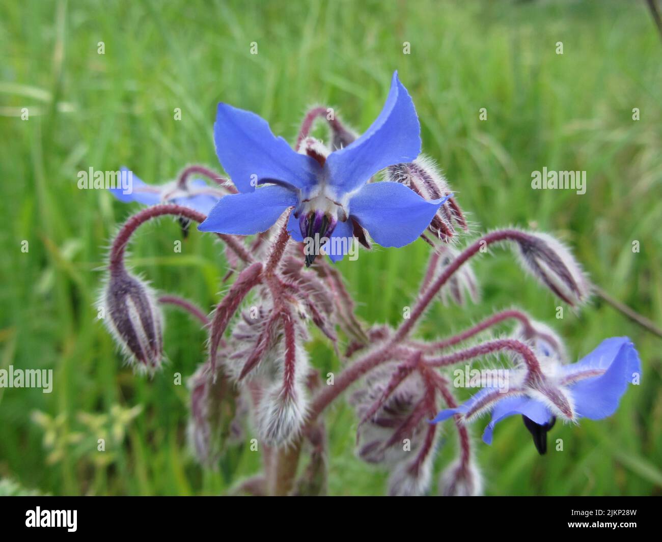 Hairy blue hi-res stock photography and images - Alamy