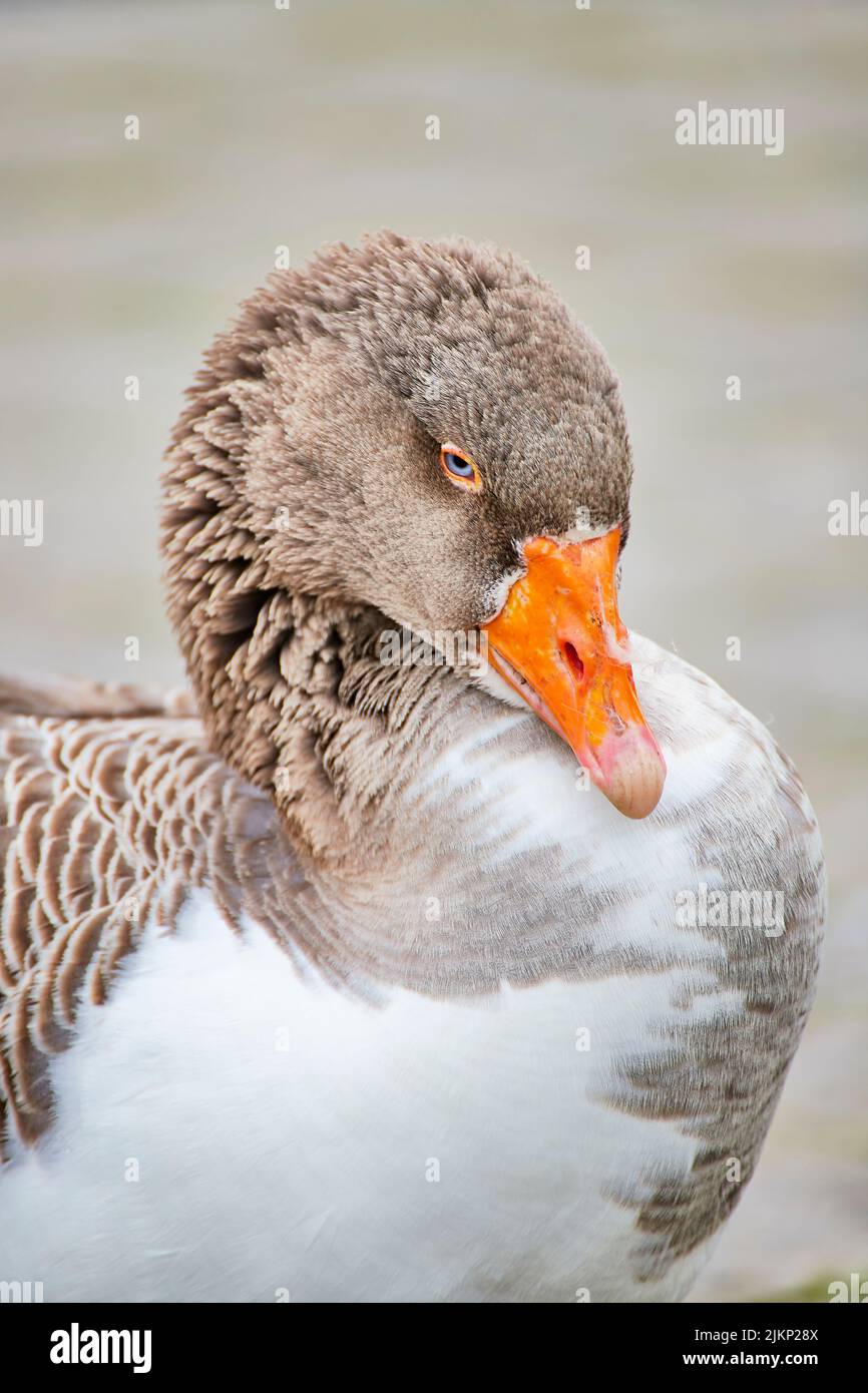 A vertical shot of a goose floating on calm pond Stock Photo - Alamy